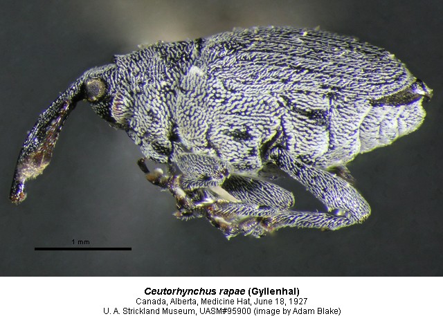 Weevil/Cabbage curculio | Washington Hemp Insects