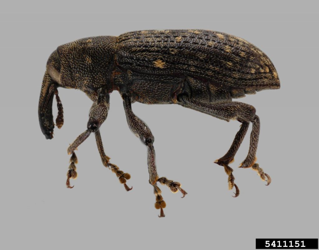 Weevil, Pine root collar | Washington Hemp Insects