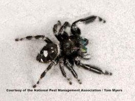 Jumping Spiders | Washington Hemp Insects